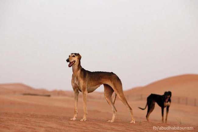 Saluki Centre Abu Dhabi - Abudhabi Desert Safari | Desert Safari Abu Dhabi | Abu Dhabi Dhow Cruise