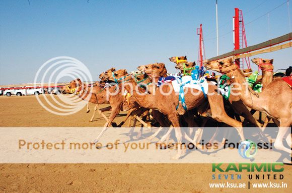 Abu Dhabi Camel Racing